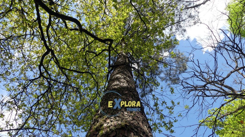 Los pasos marcados por un ferrón - eXploraTronics